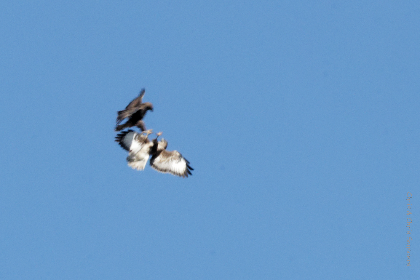 The Common Buzzard - Chris and Chris's birds