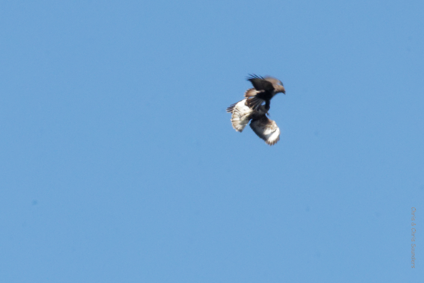 The Common Buzzard - Chris and Chris's birds
