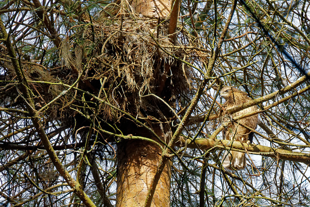 Buzzards at the Nest - Part 2 - Fledging - Chris and Chris's birds