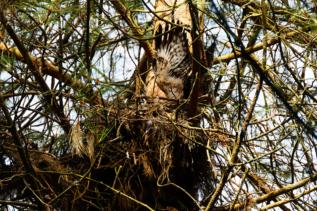 Buzzards at the nest - Part 1 - Chris and Chris's birds