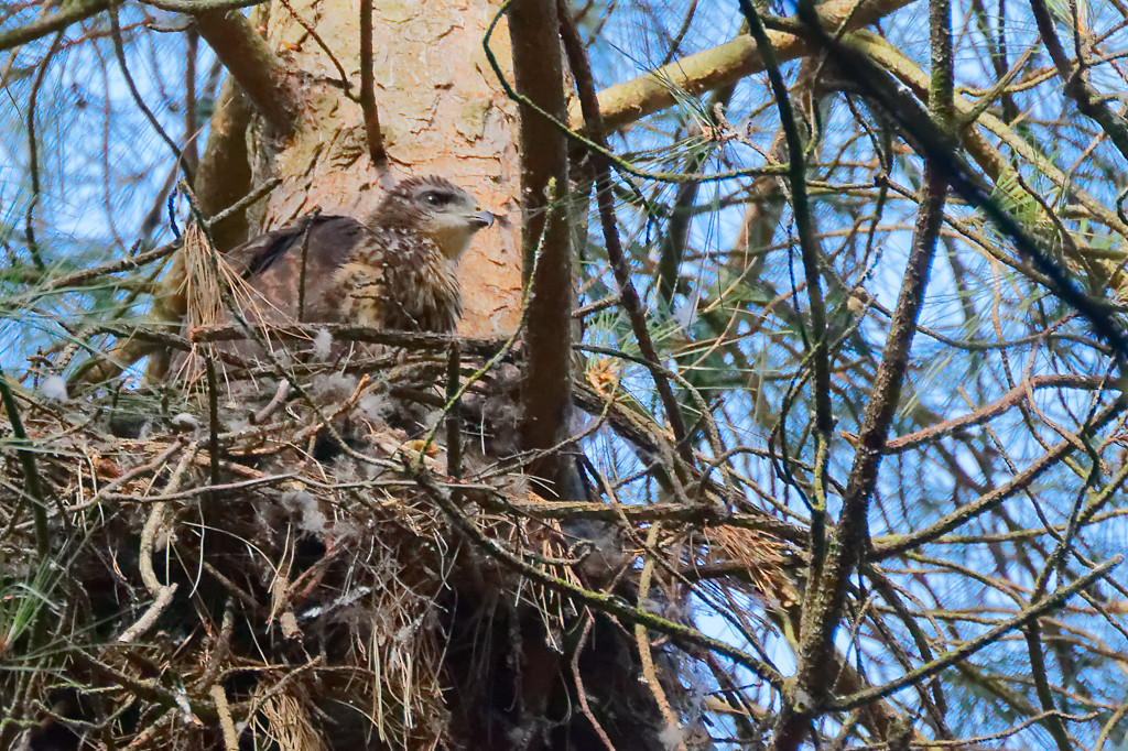 Buzzards at the nest - Part 1 - Chris and Chris's birds