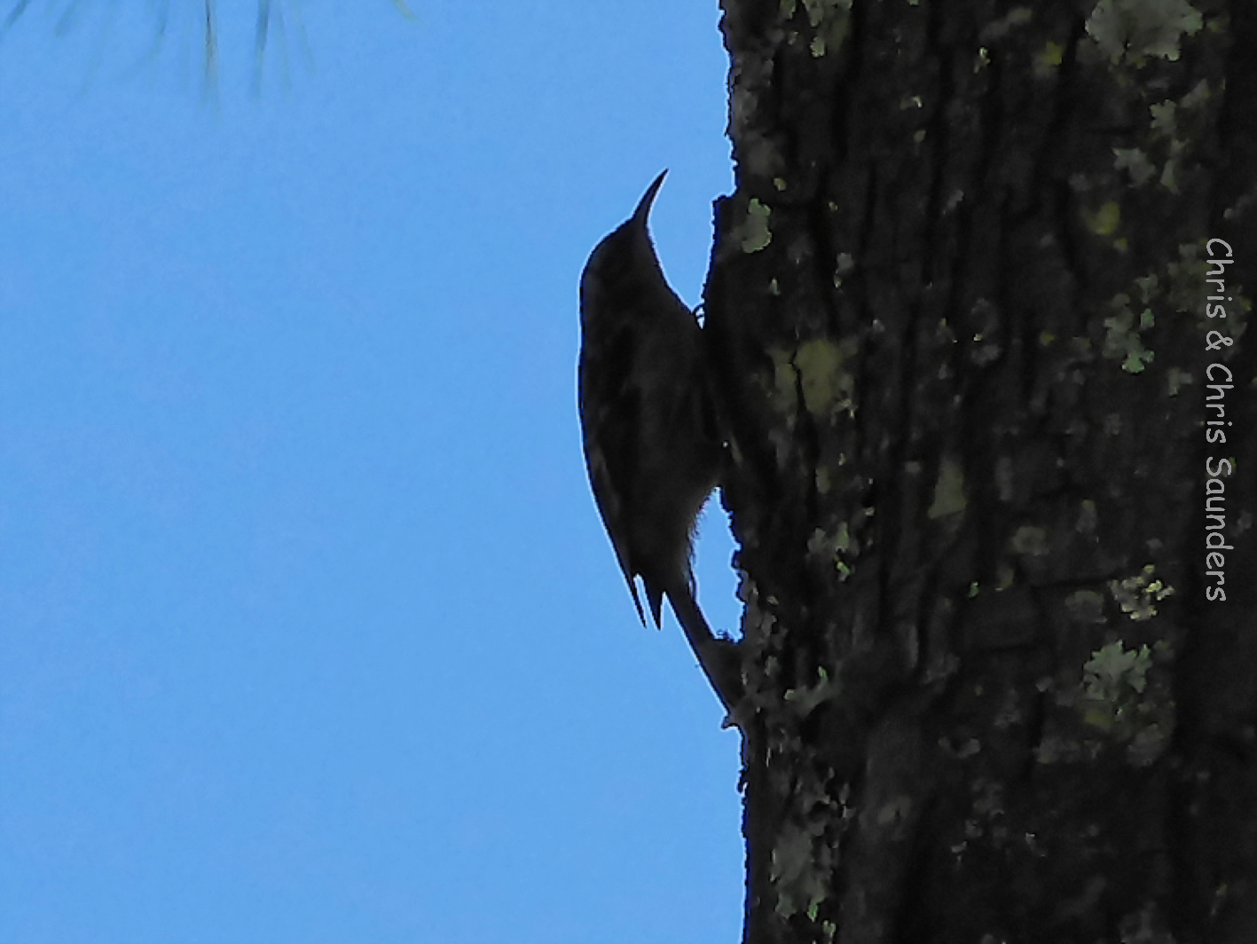 Treecreepers - nesting and nest boxes - Chris and Chris's birds