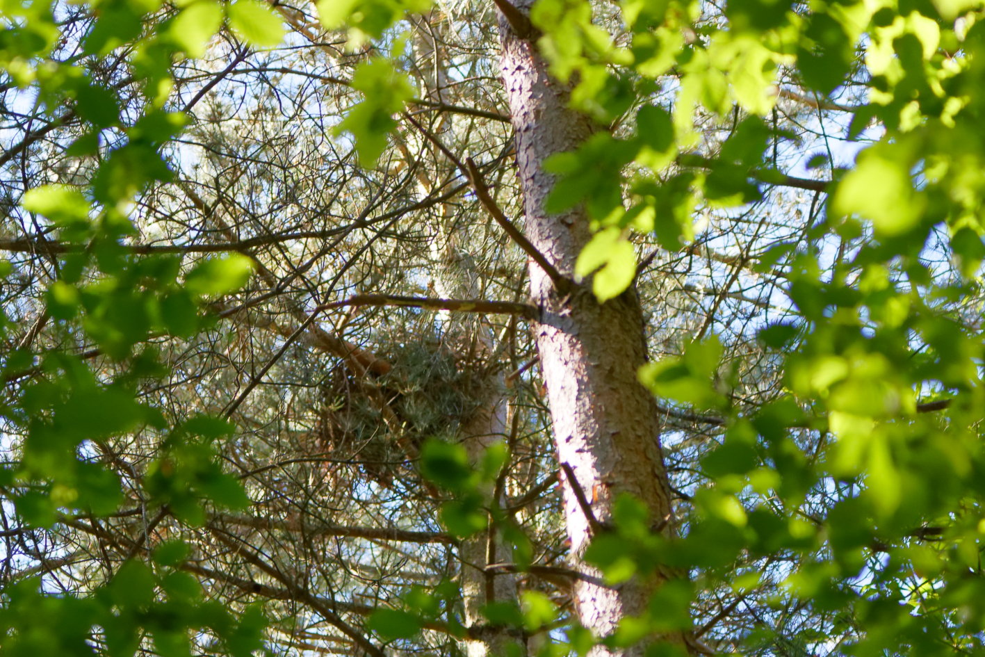 Finding Active Buzzard Nests - Chris and Chris's birds