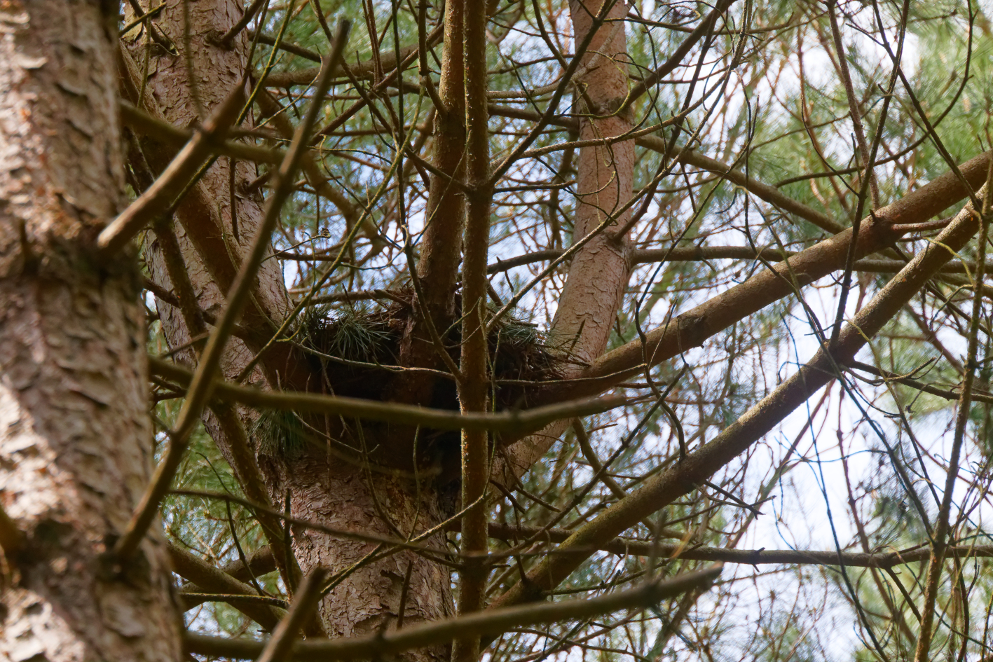 Finding Active Buzzard Nests - Chris and Chris's birds