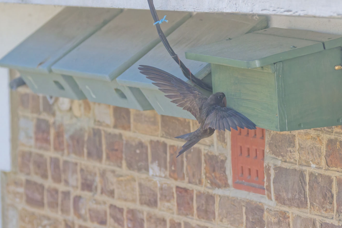 The Common Swift and Nest Boxes - 2025 update - Chris and Chris's birds
